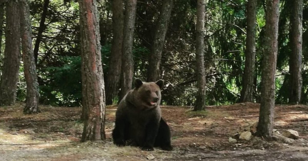 זה כבר לא מקרה בודד: דובים בלב רומניה - ויש לנו גם תיעוד מקרוב ...